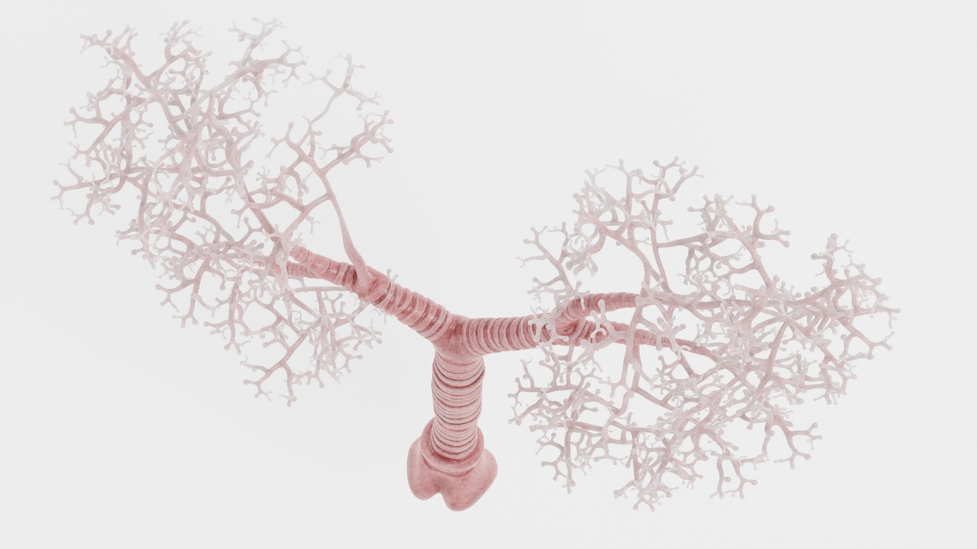 3D Trachea With Bronchi Model - TurboSquid 1839101