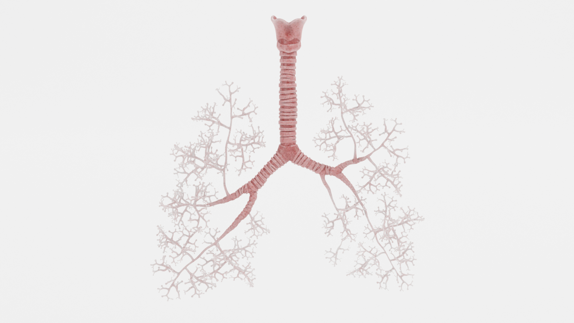 3D Trachea With Bronchi Model - TurboSquid 1839101