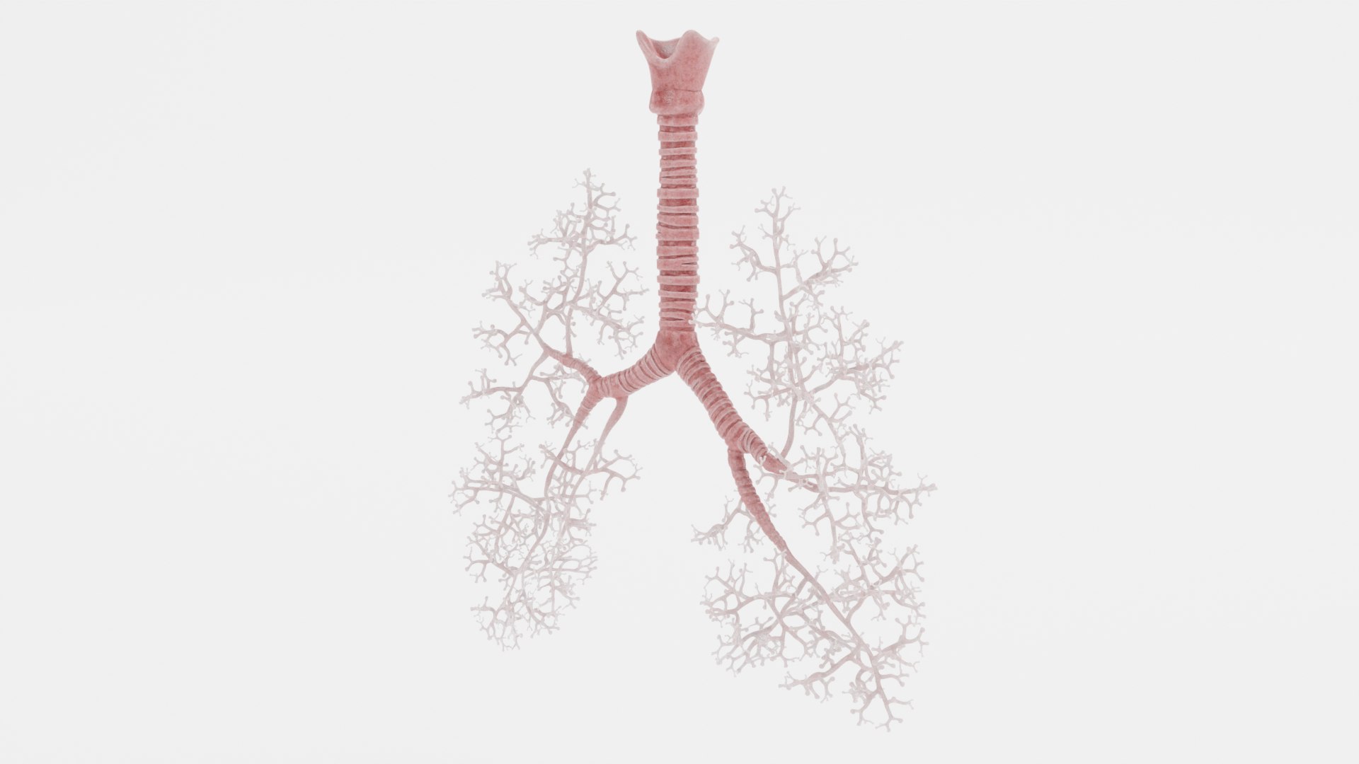 3D Trachea With Bronchi Model - TurboSquid 1839101