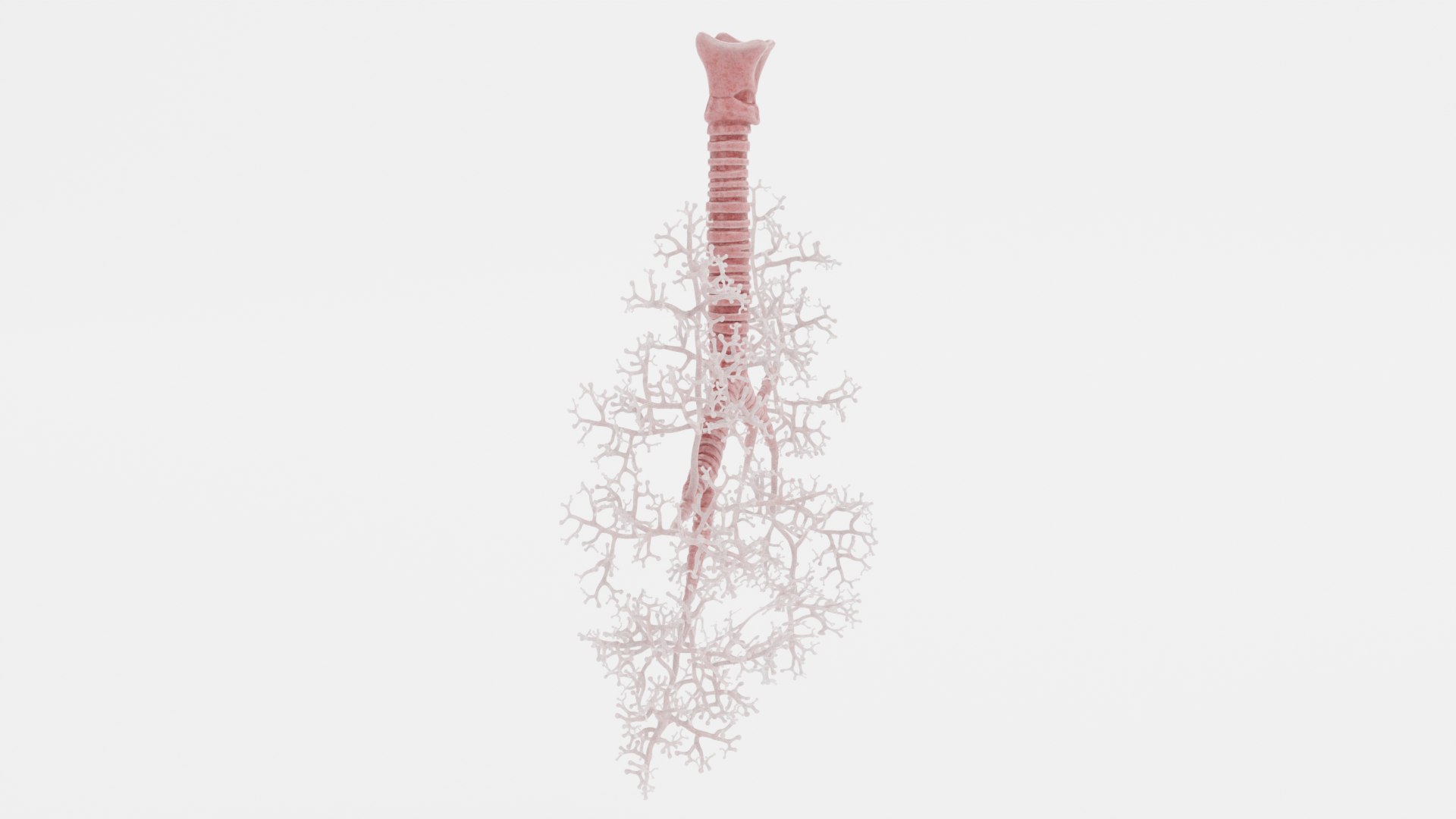 3D Trachea With Bronchi Model - TurboSquid 1839101