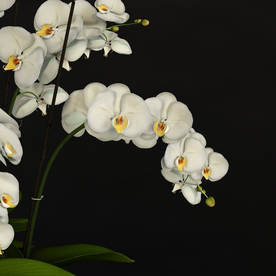 3d Model Realistic Orchids