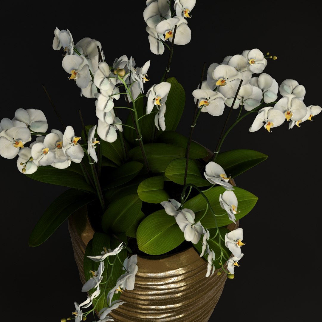 3d Model Realistic Orchids