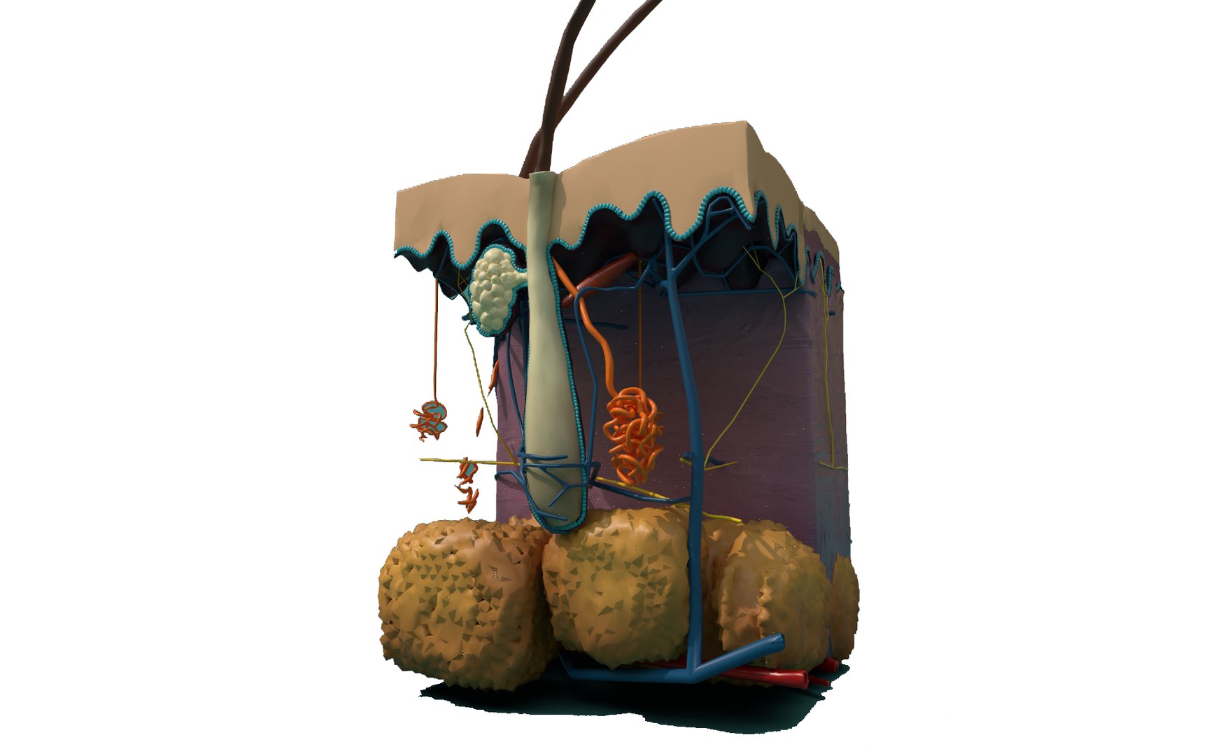 Human Skin 3D Model - TurboSquid 2129345