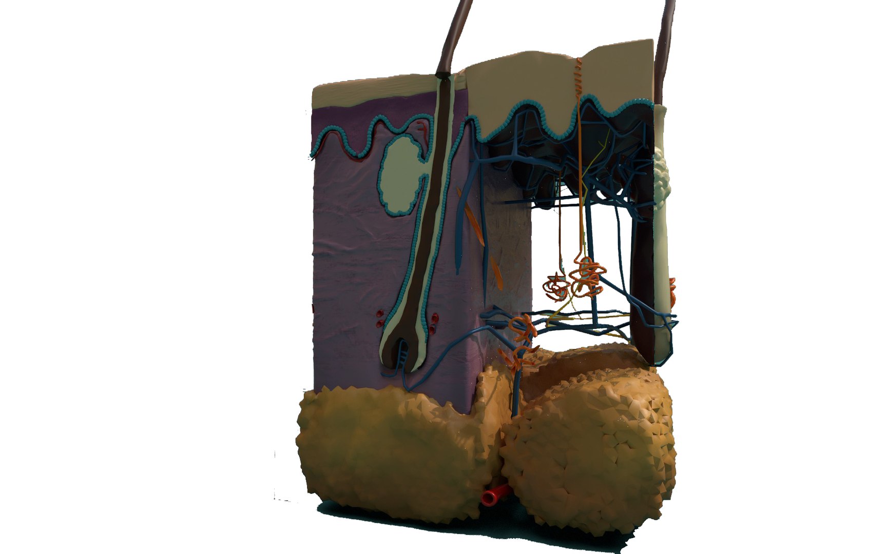 Human Skin 3D Model - TurboSquid 2129345