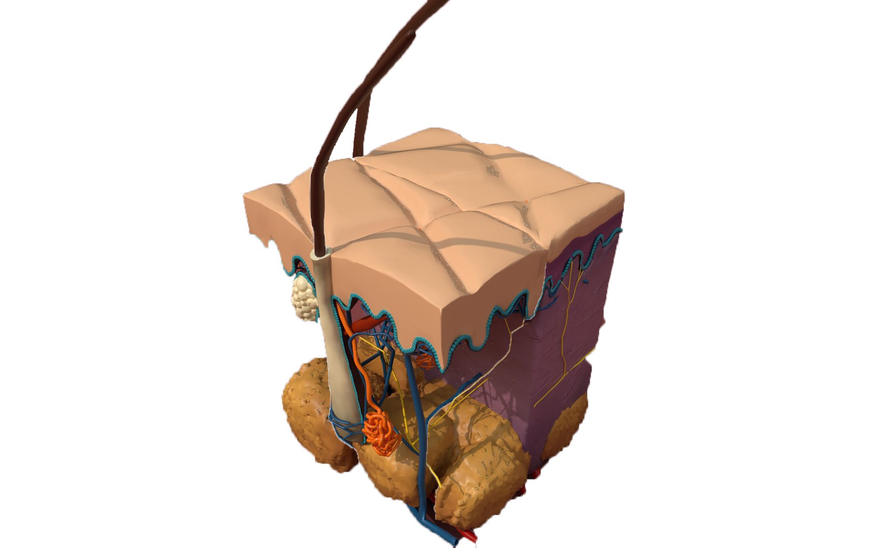 Human Skin 3D Model - TurboSquid 2129345