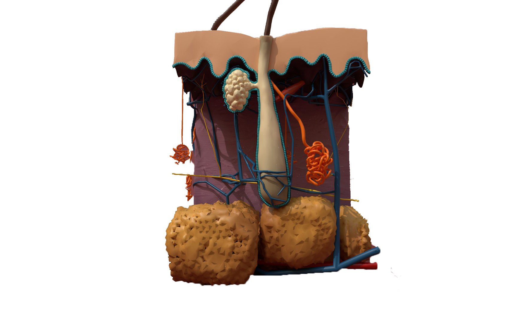 Human Skin 3D Model - TurboSquid 2129345