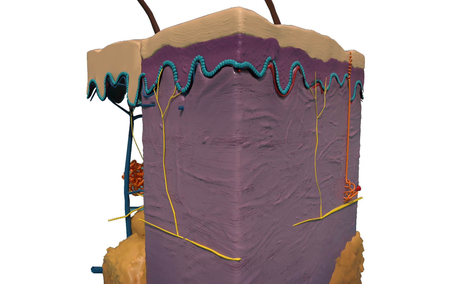 Human Skin 3D Model - TurboSquid 2129345