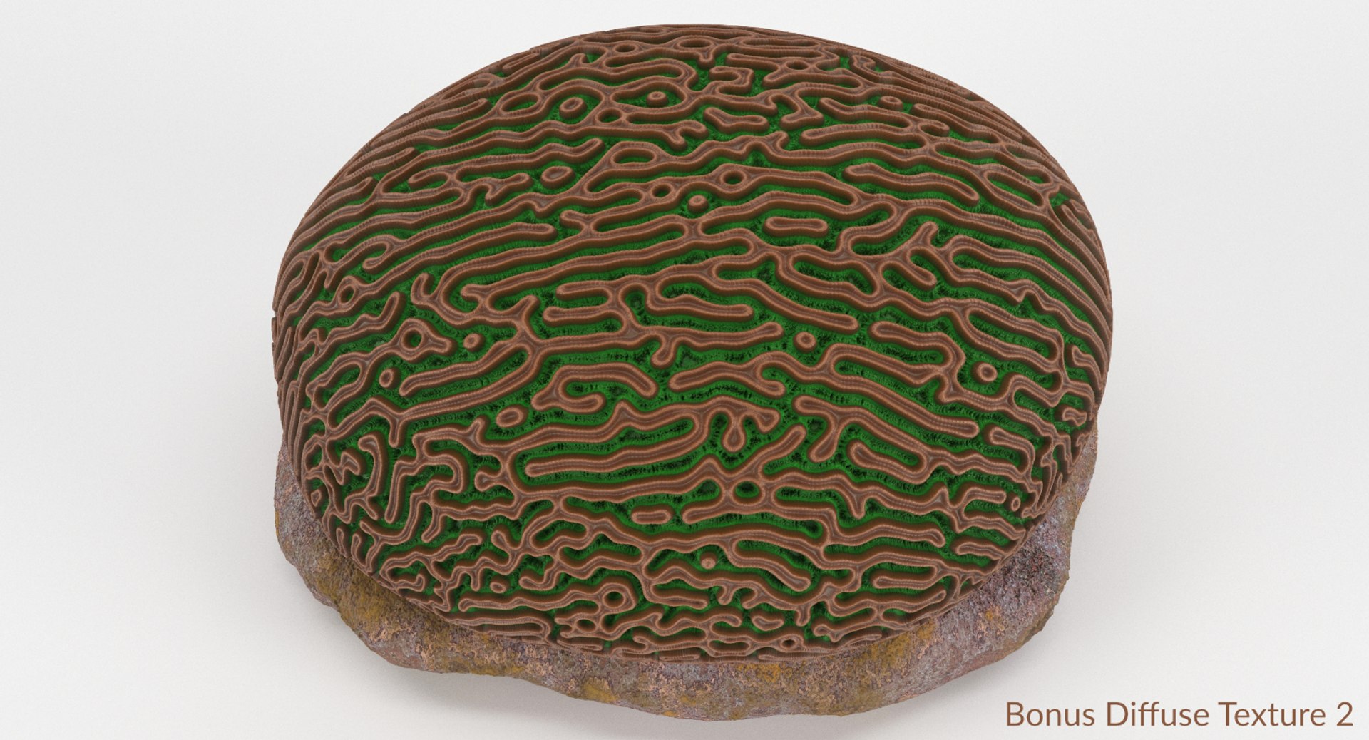 Brain Coral with a Sea Stone model - TurboSquid 2175783
