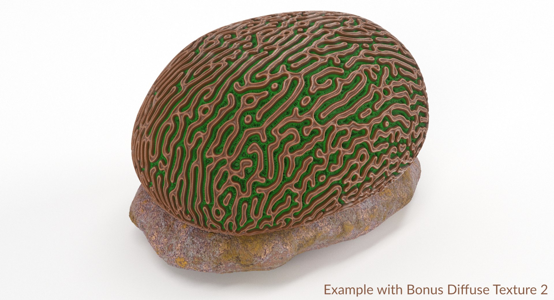 Brain Coral with a Sea Stone model - TurboSquid 2175783