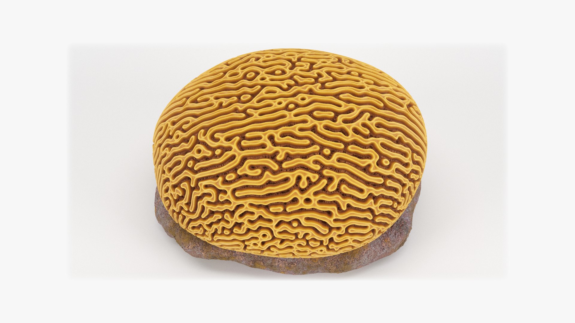 Brain Coral with a Sea Stone model - TurboSquid 2175783