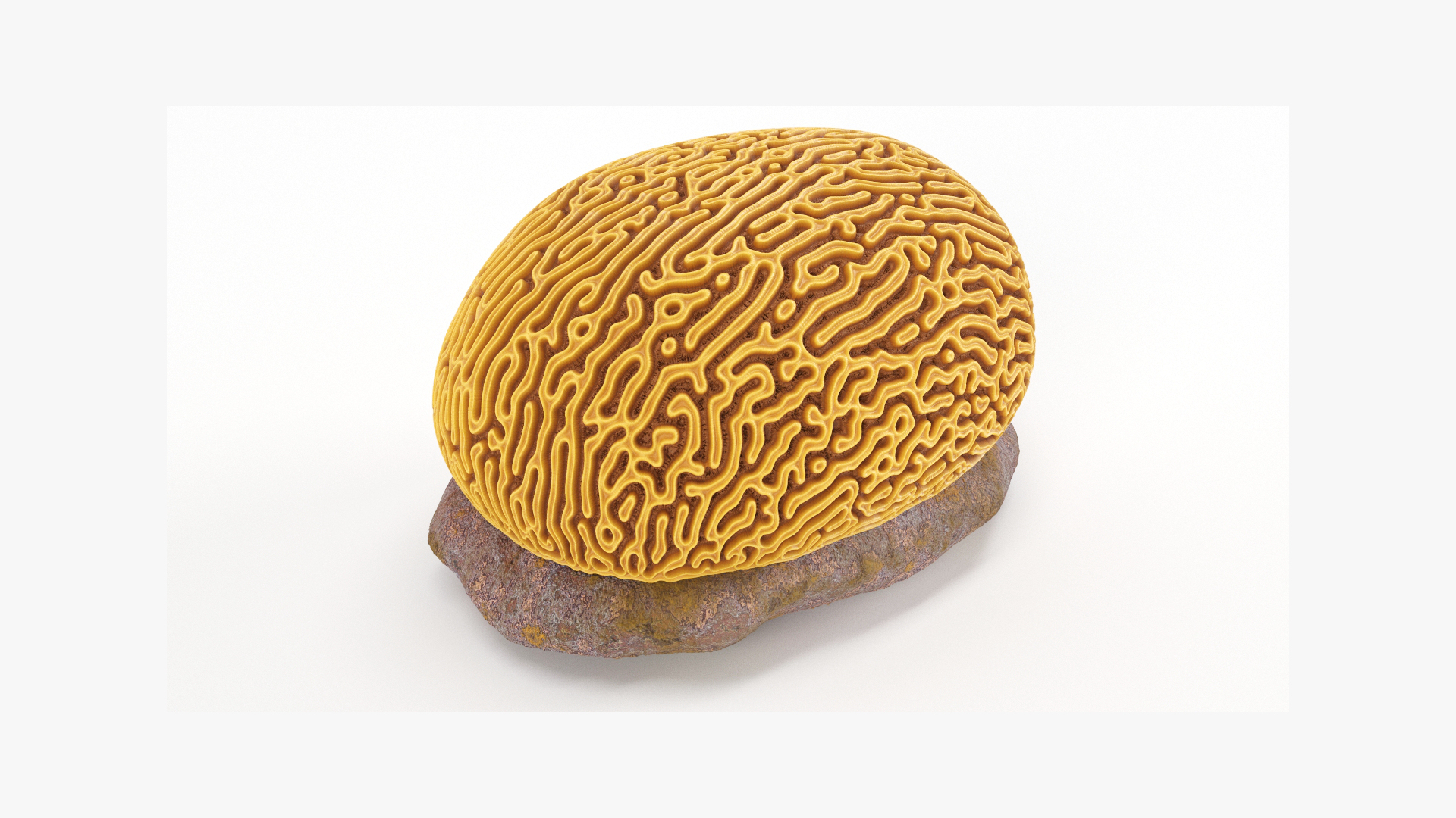Brain Coral With A Sea Stone Model - TurboSquid 2175783