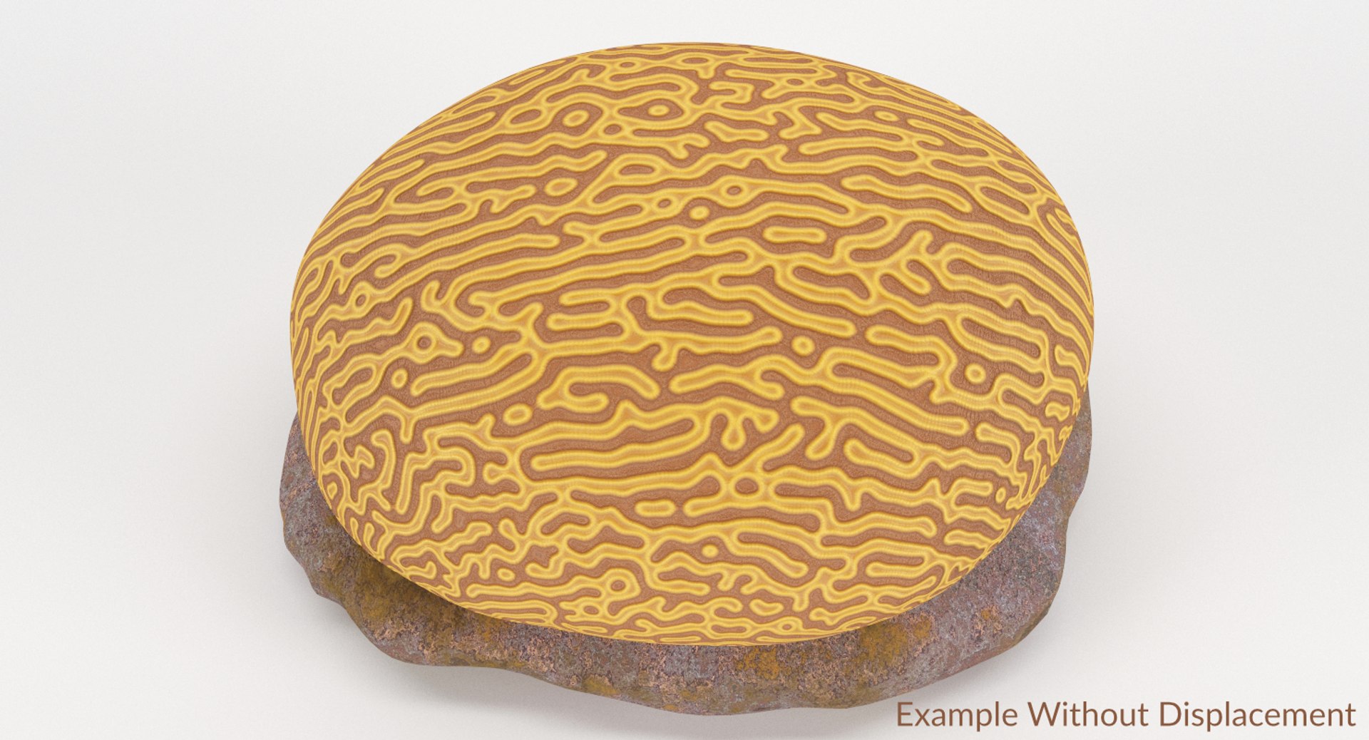 Brain Coral With A Sea Stone Model - TurboSquid 2175783