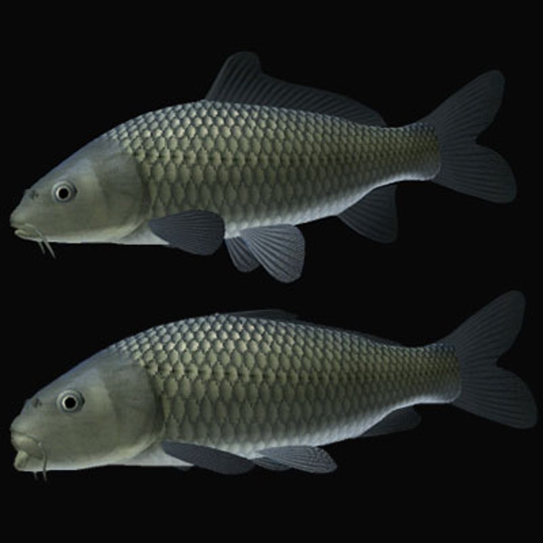 Fish Carp 3d Model