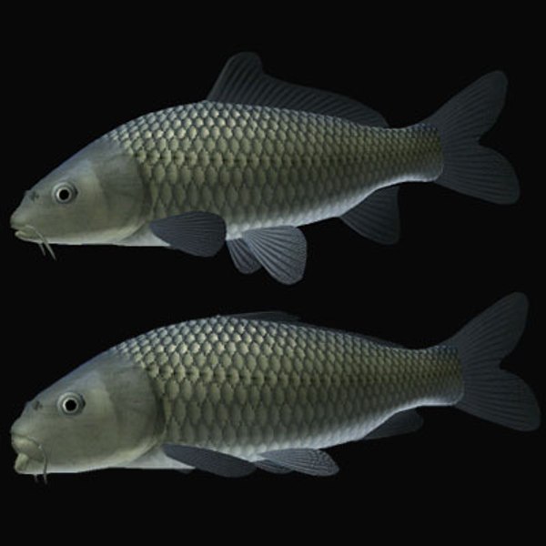 fish carp 3d model