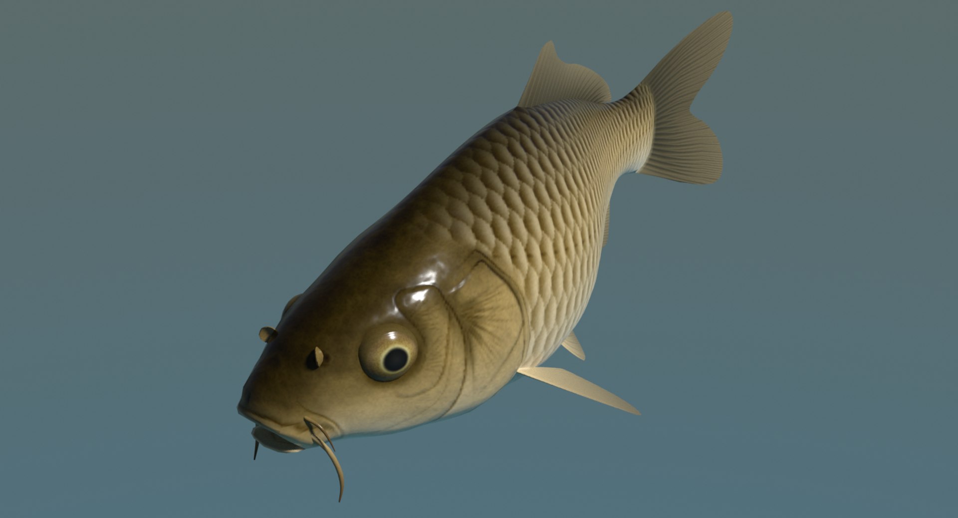 Fish Carp 3d Model