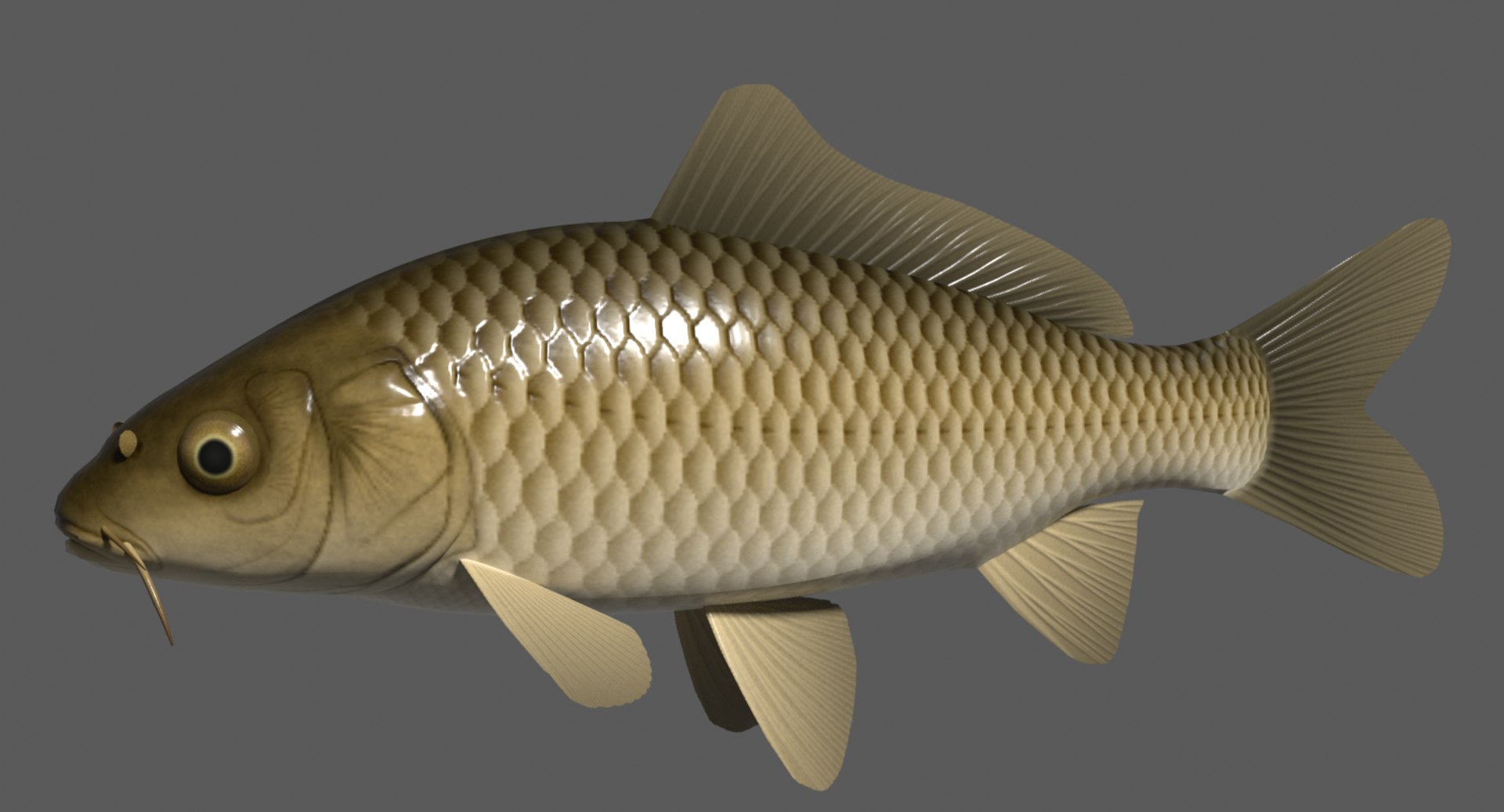 Fish Carp 3d Model