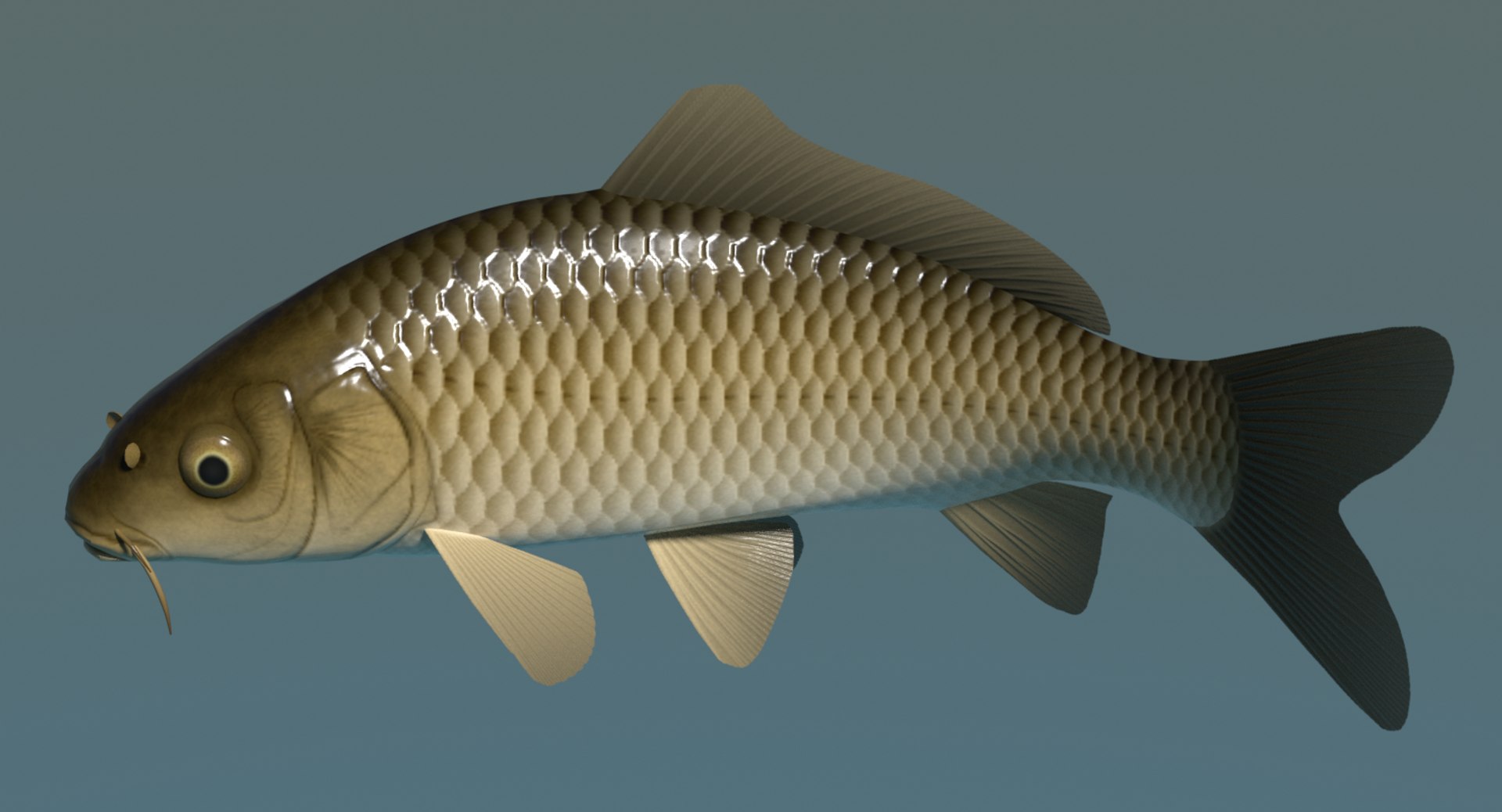 Fish Carp 3d Model