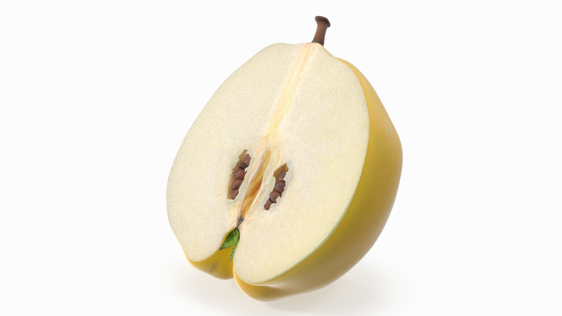 Half Quince 3D - TurboSquid 2340649