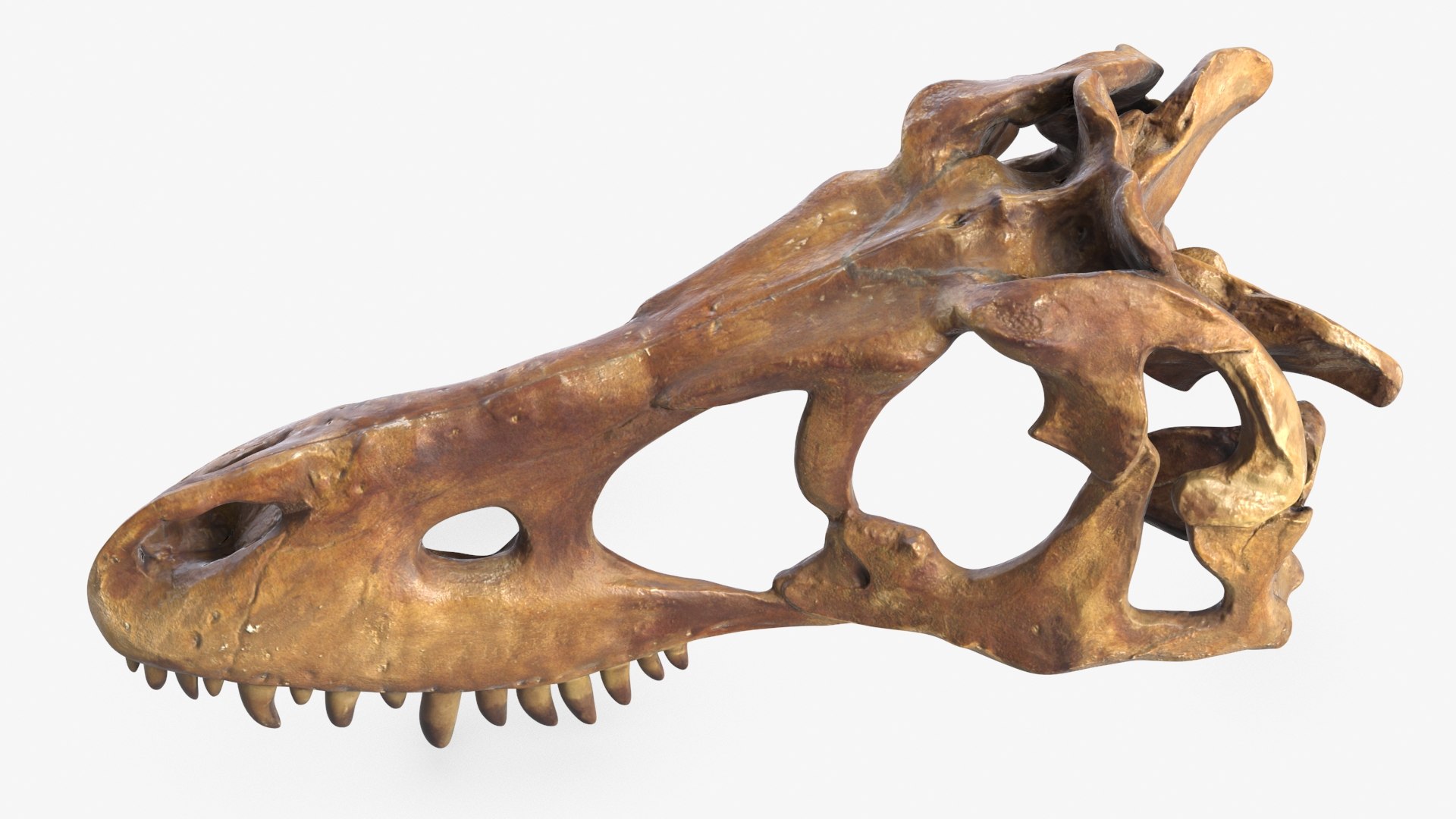 3D Dinosaur Skull 2 Model - TurboSquid 1448351