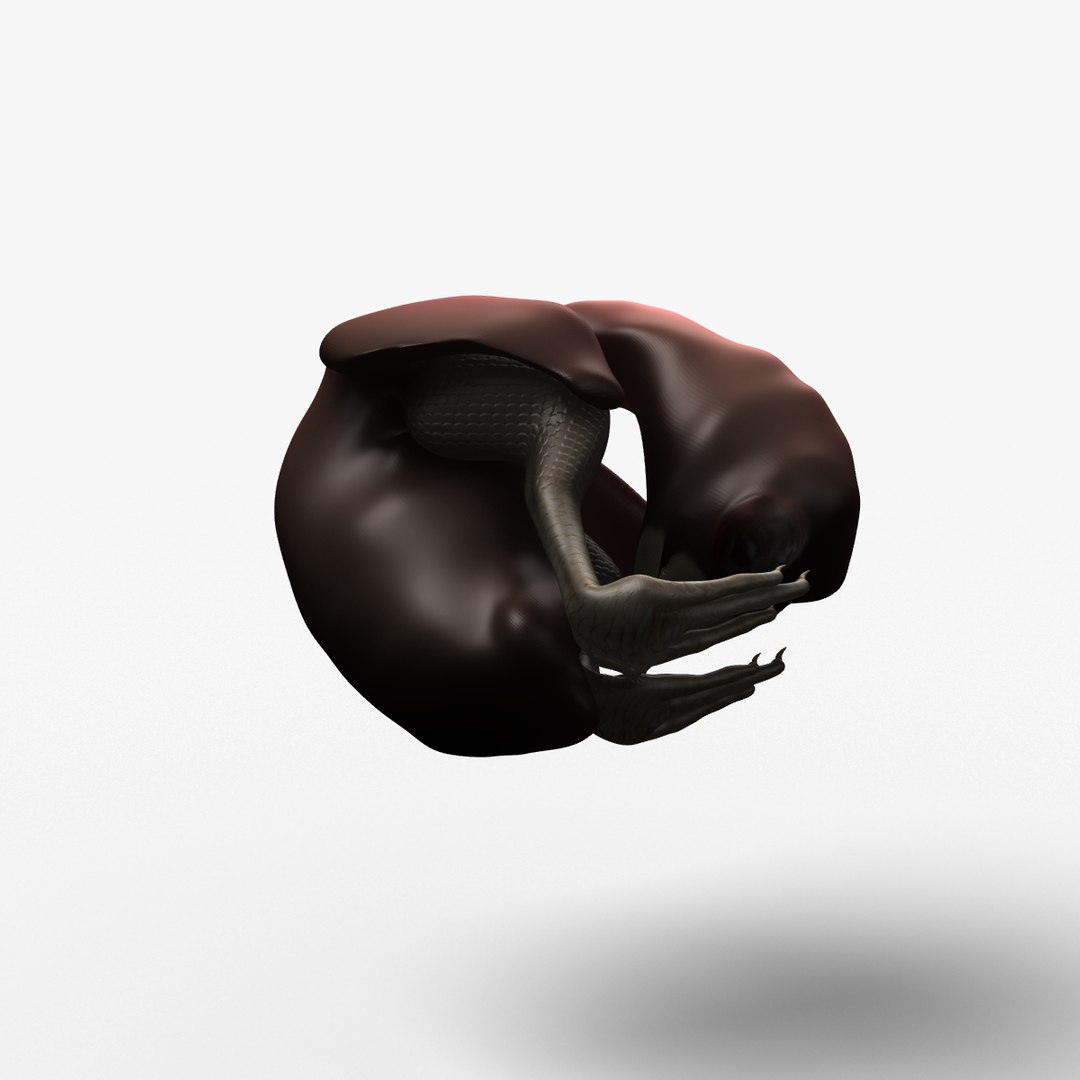 3d Model Chick Egg