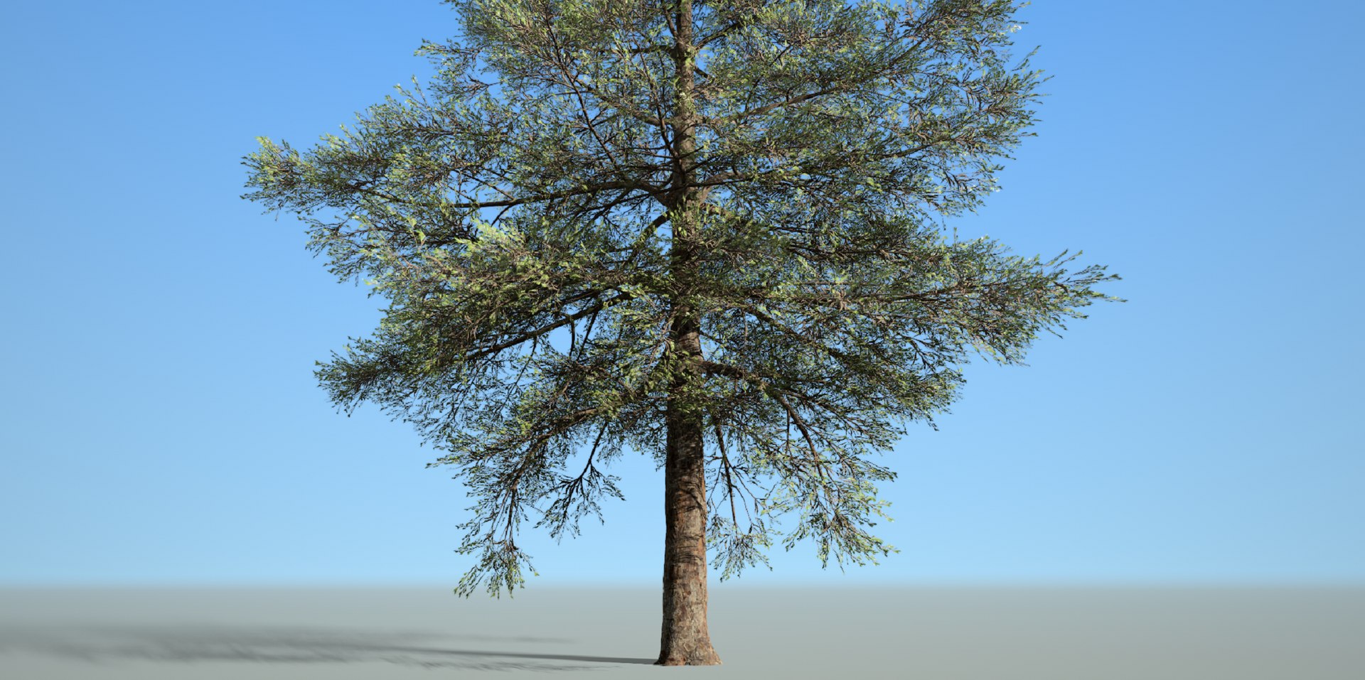 3D Conifer Tree 002 Model - TurboSquid 1747690