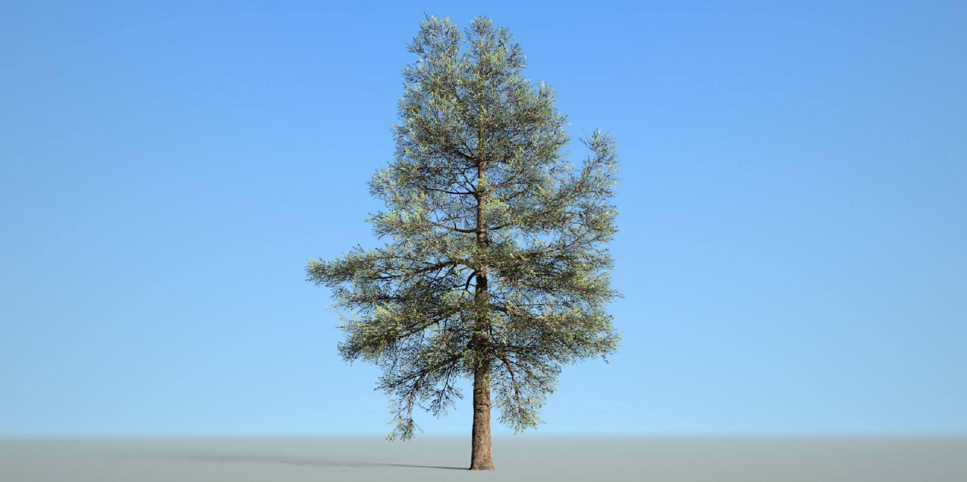 3D Conifer Tree 002 Model - TurboSquid 1747690