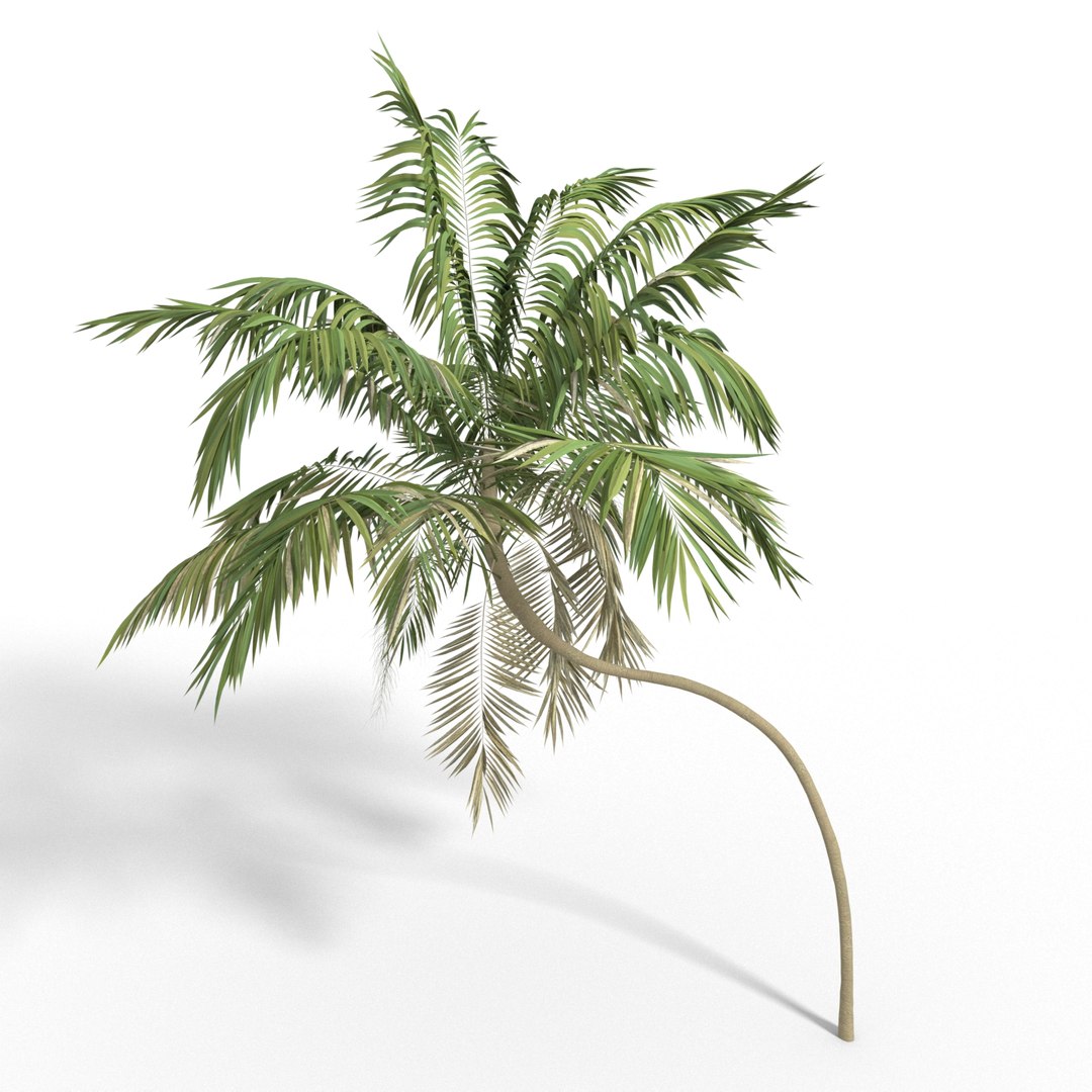 Palm 2 Model - TurboSquid 1222044