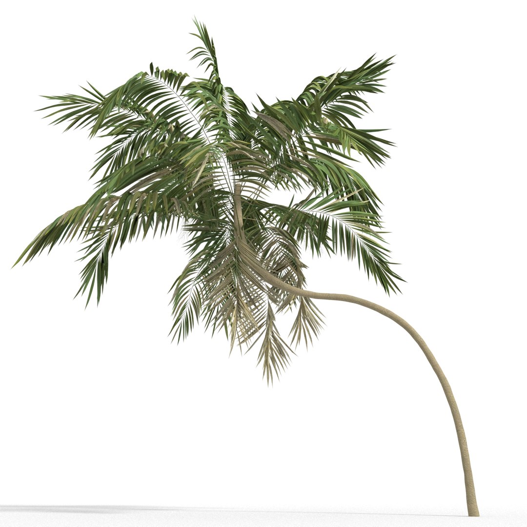 Palm 2 Model - TurboSquid 1222044