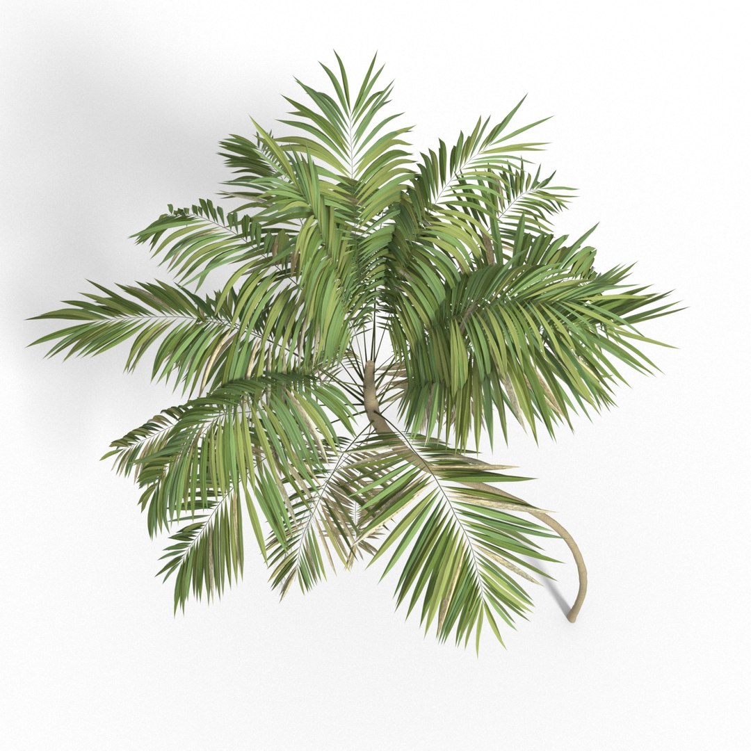 Palm 2 Model - TurboSquid 1222044