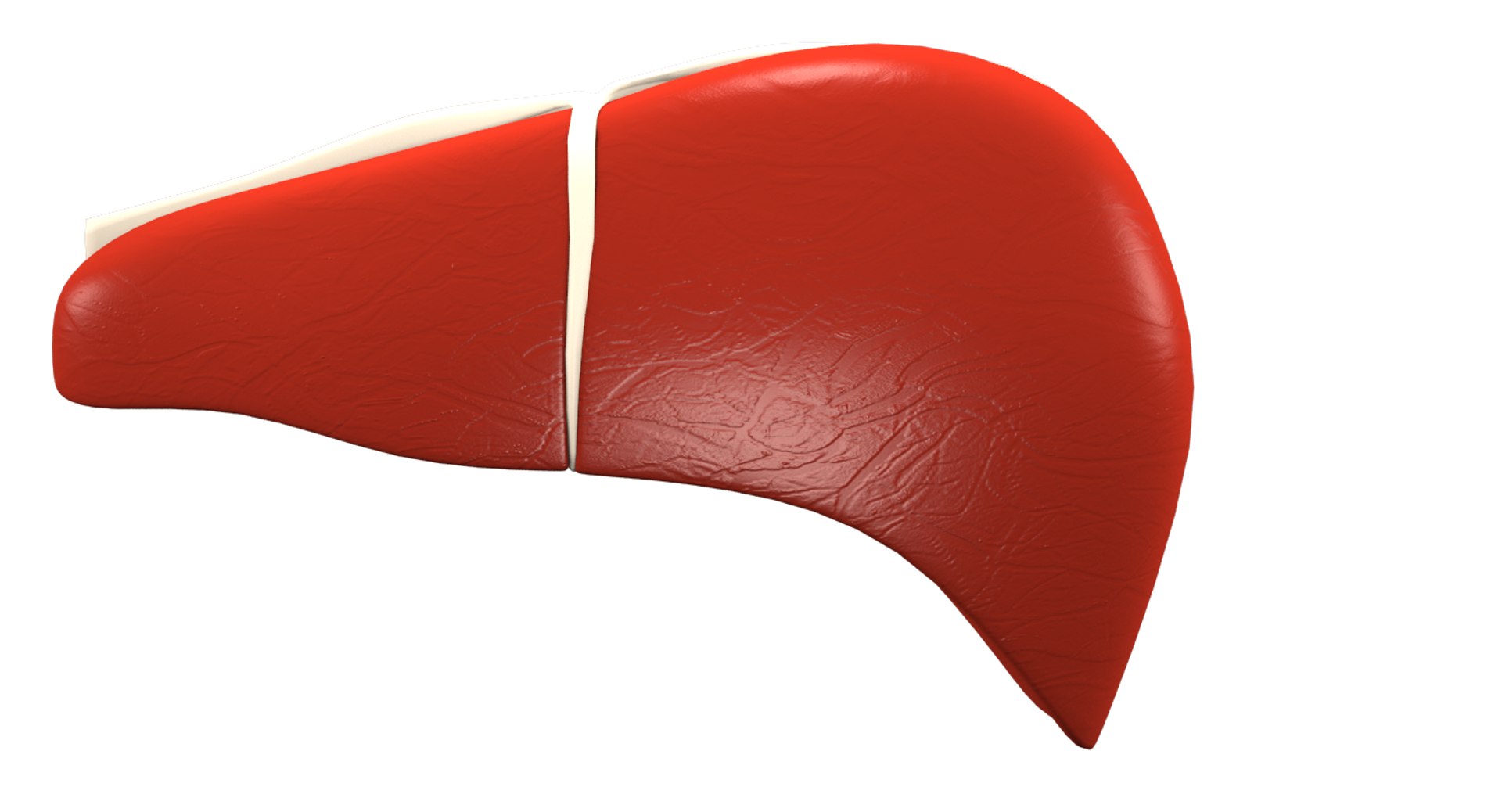 Realistic Liver Model - TurboSquid 1194559