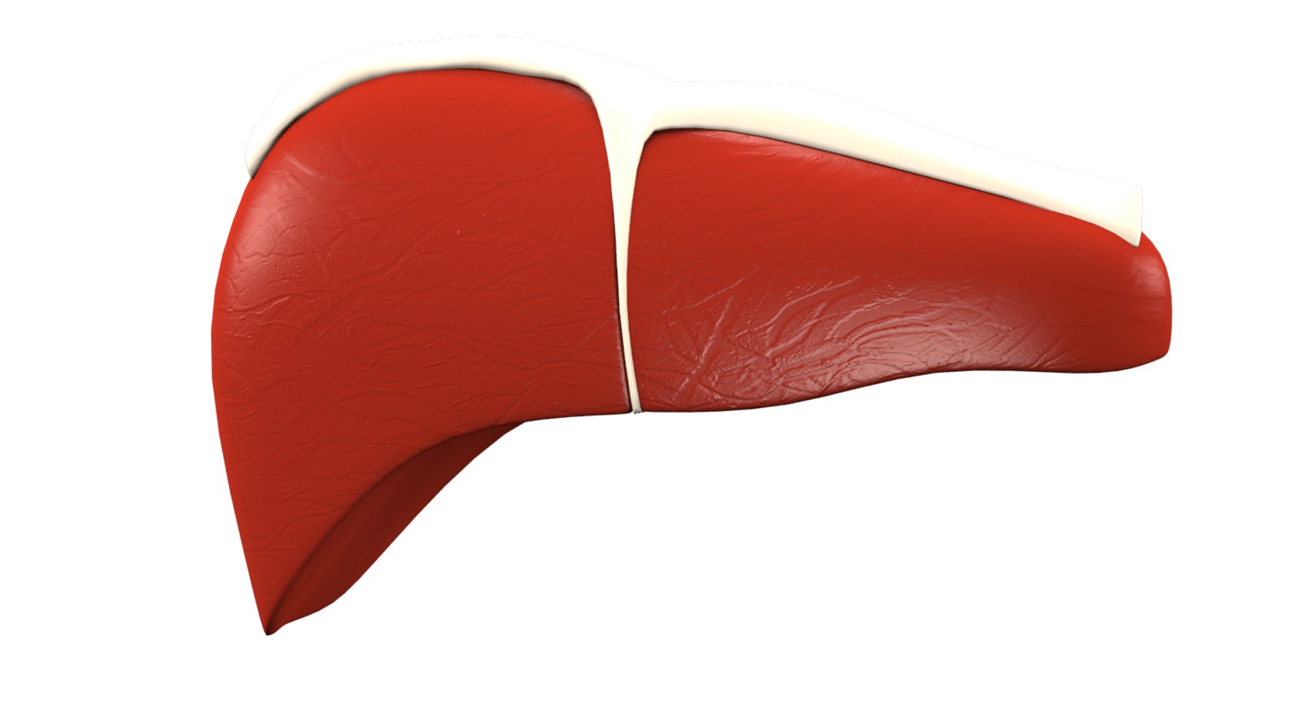 Realistic Liver Model - TurboSquid 1194559