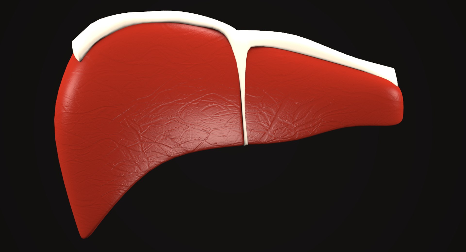 Realistic Liver Model - TurboSquid 1194559