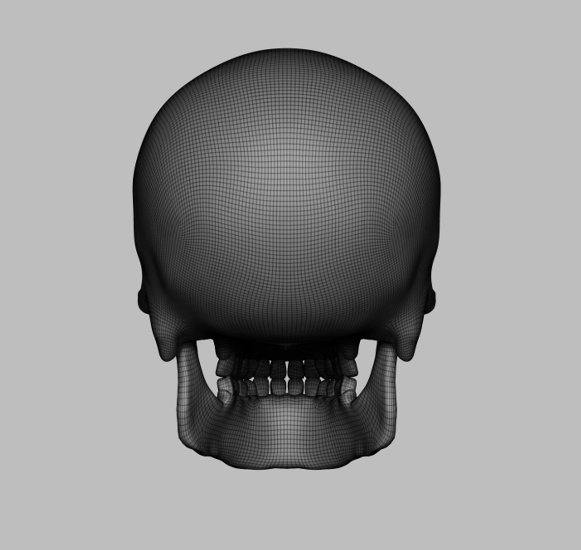 3D Skull | 1143017 | TurboSquid