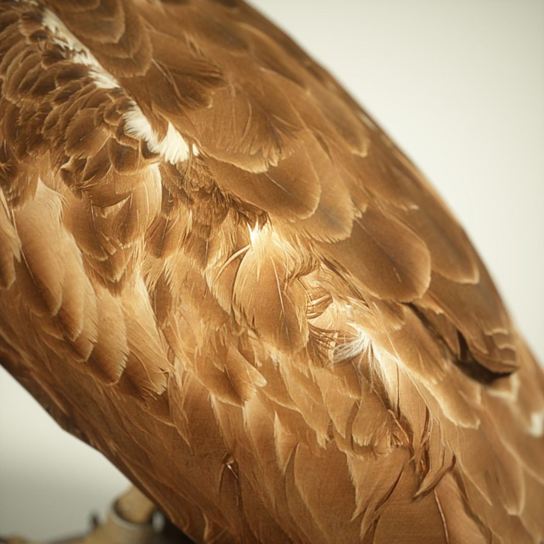 Animal Digital Photogrammetry 3D Model - TurboSquid 1162990