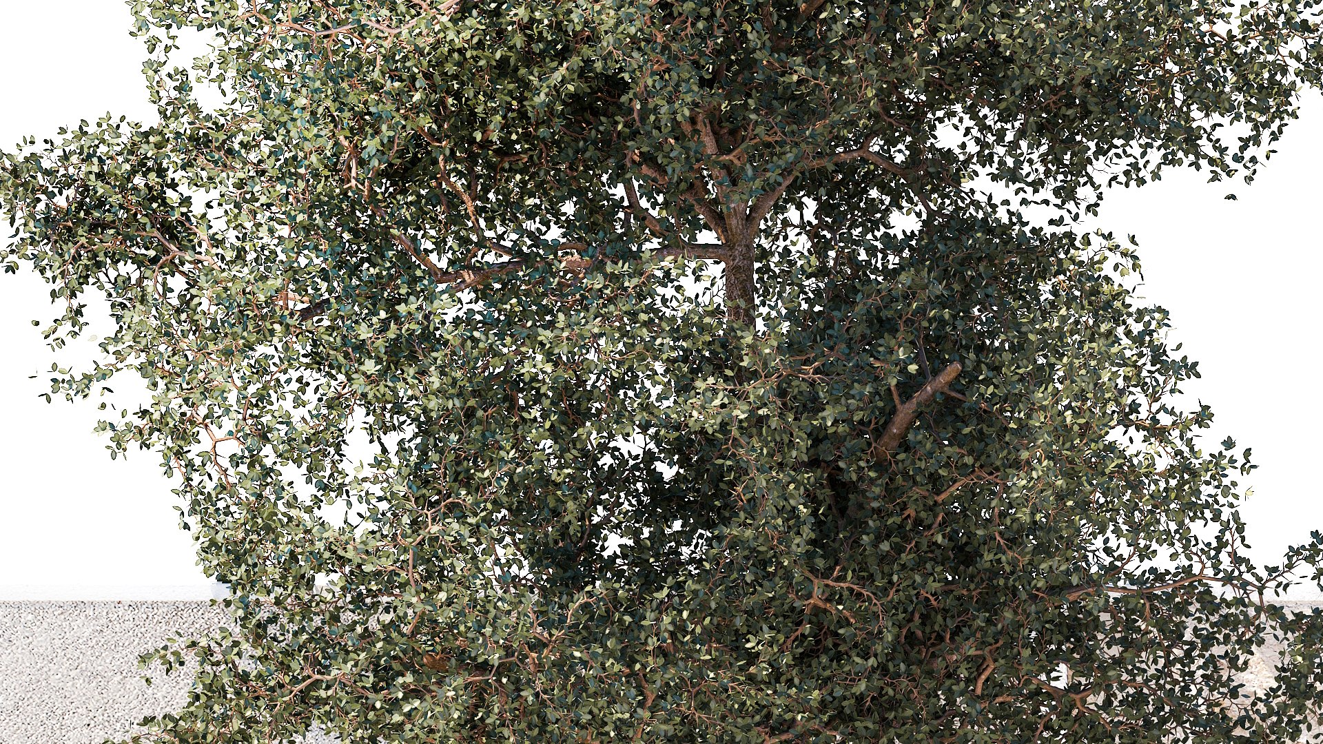 3D Model Garden With Large Trees And Feather Grass Bushes 1404 ...