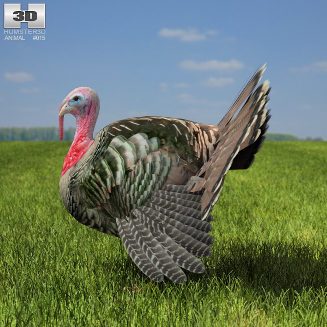 3D turkey model | 1147706 | TurboSquid