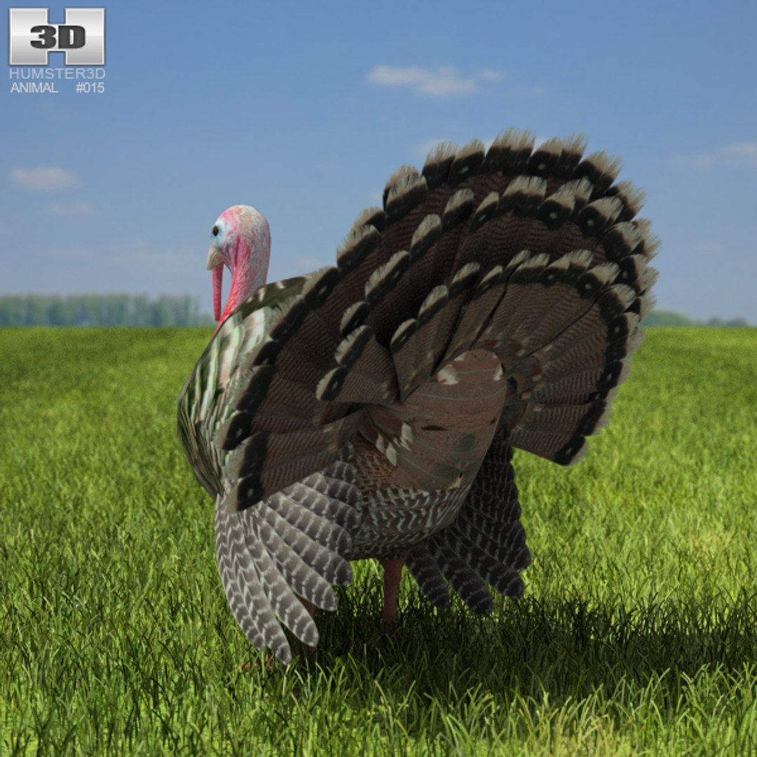3D turkey model | 1147706 | TurboSquid