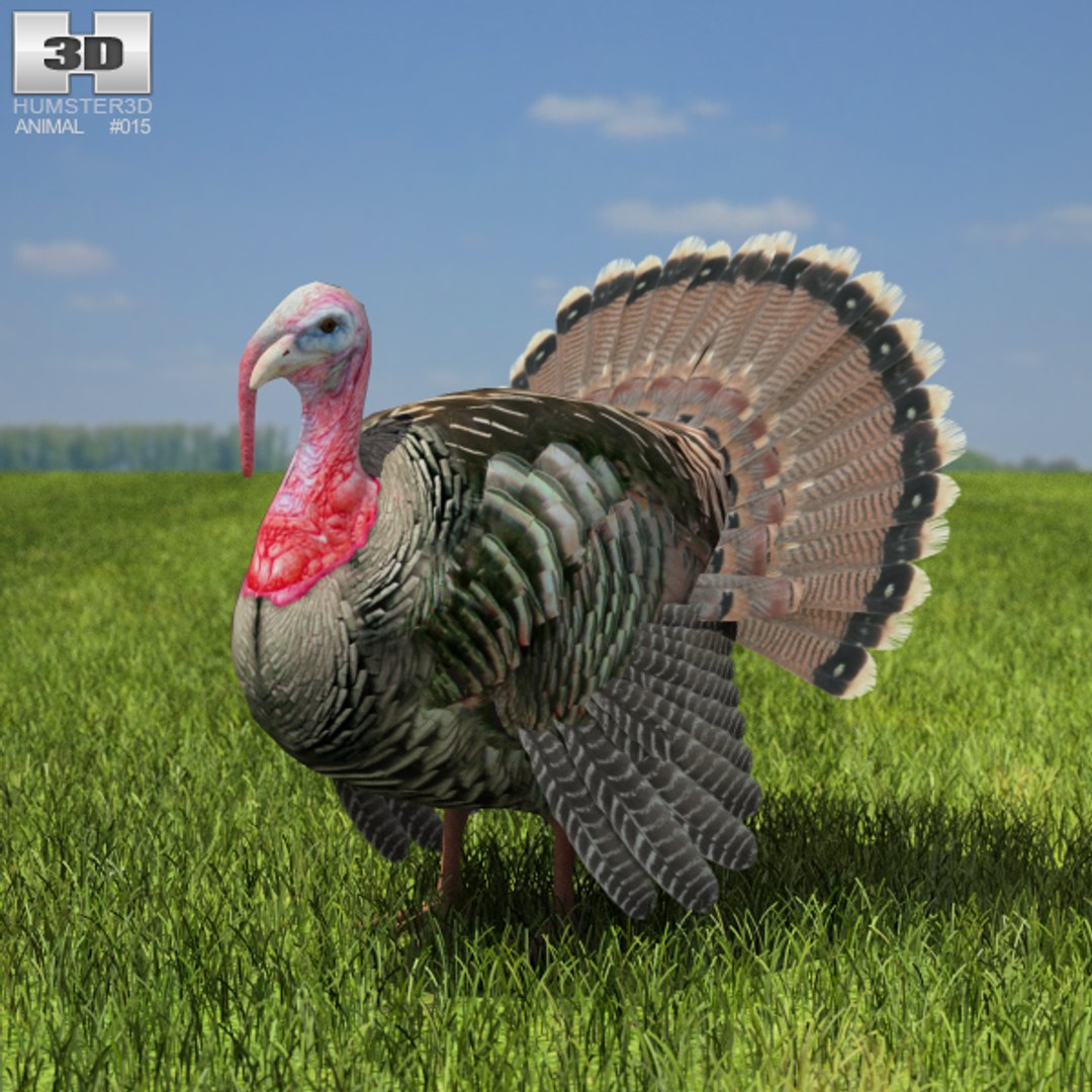 3D turkey model | 1147706 | TurboSquid