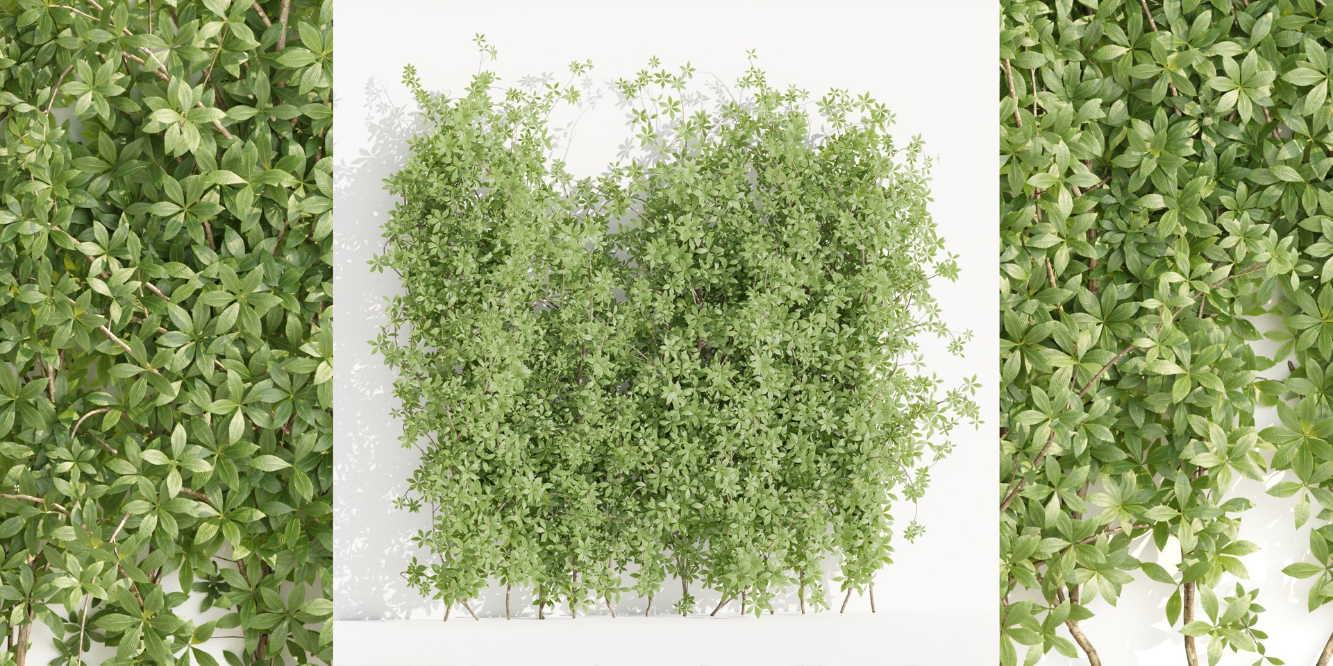 Creeper Plants Vol 100-Blender-3dmodel 3D Model - TurboSquid 2231884