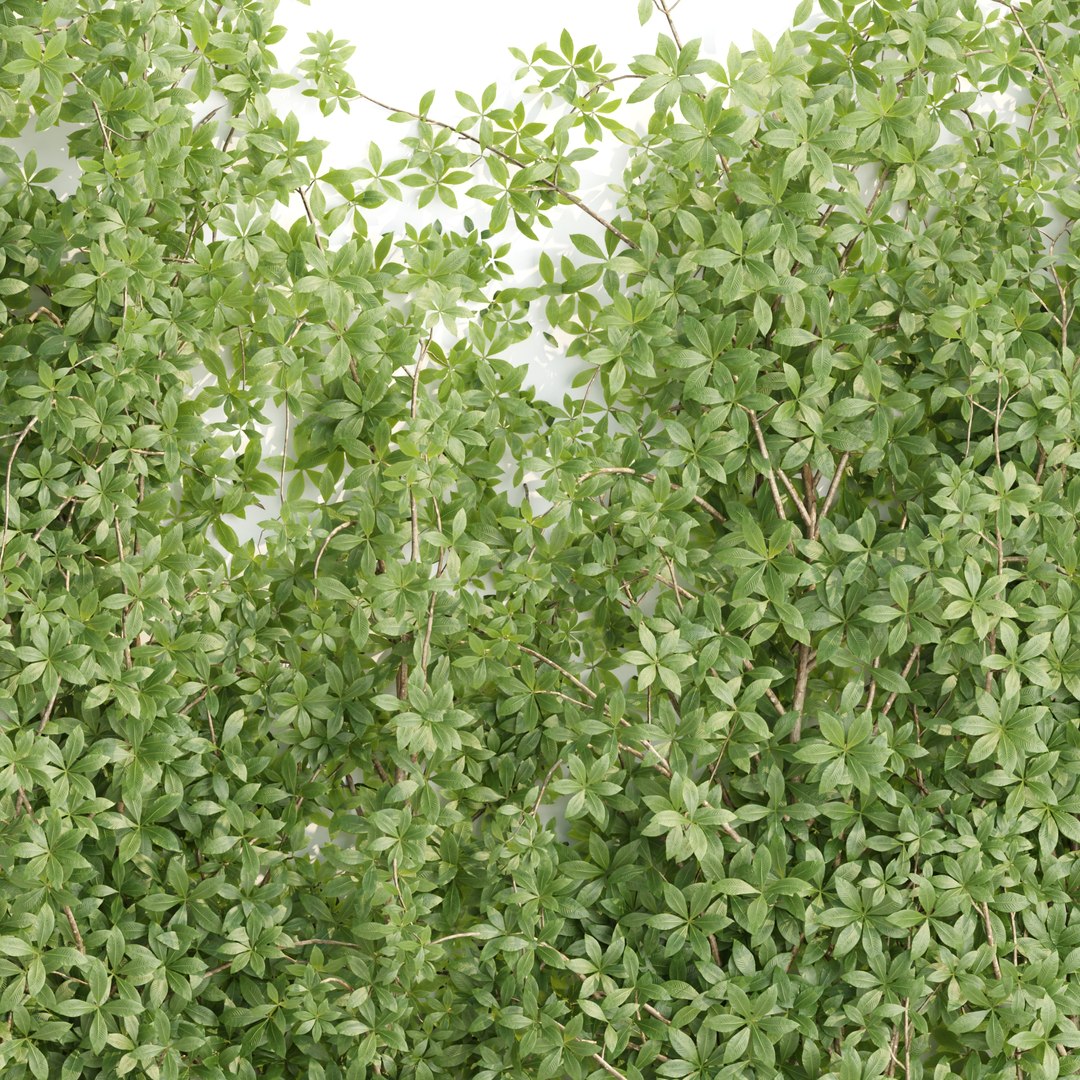 Creeper Plants Vol 100-Blender-3dmodel 3D Model - TurboSquid 2231884