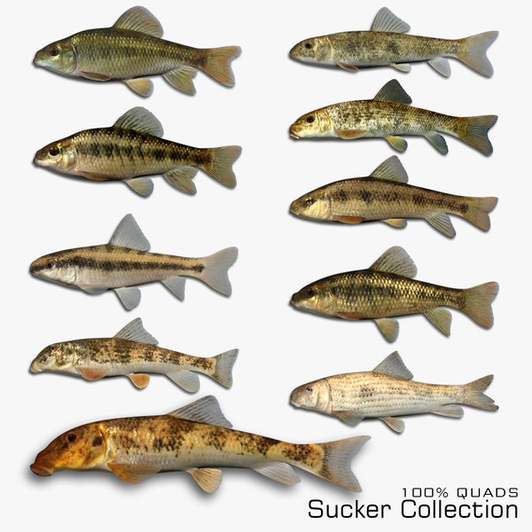 3D model Sucker Collection - TurboSquid 1817009