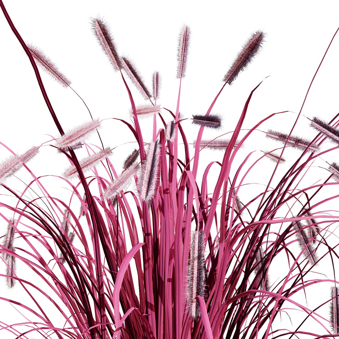 Fireworks Pennisetum Fountain Grass 3D - TurboSquid 2191586