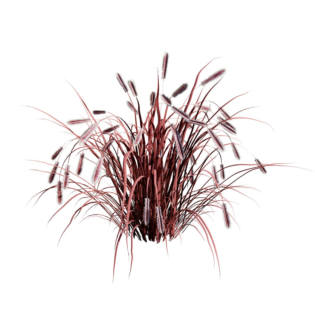 Fireworks Pennisetum Fountain Grass 3D - TurboSquid 2191586
