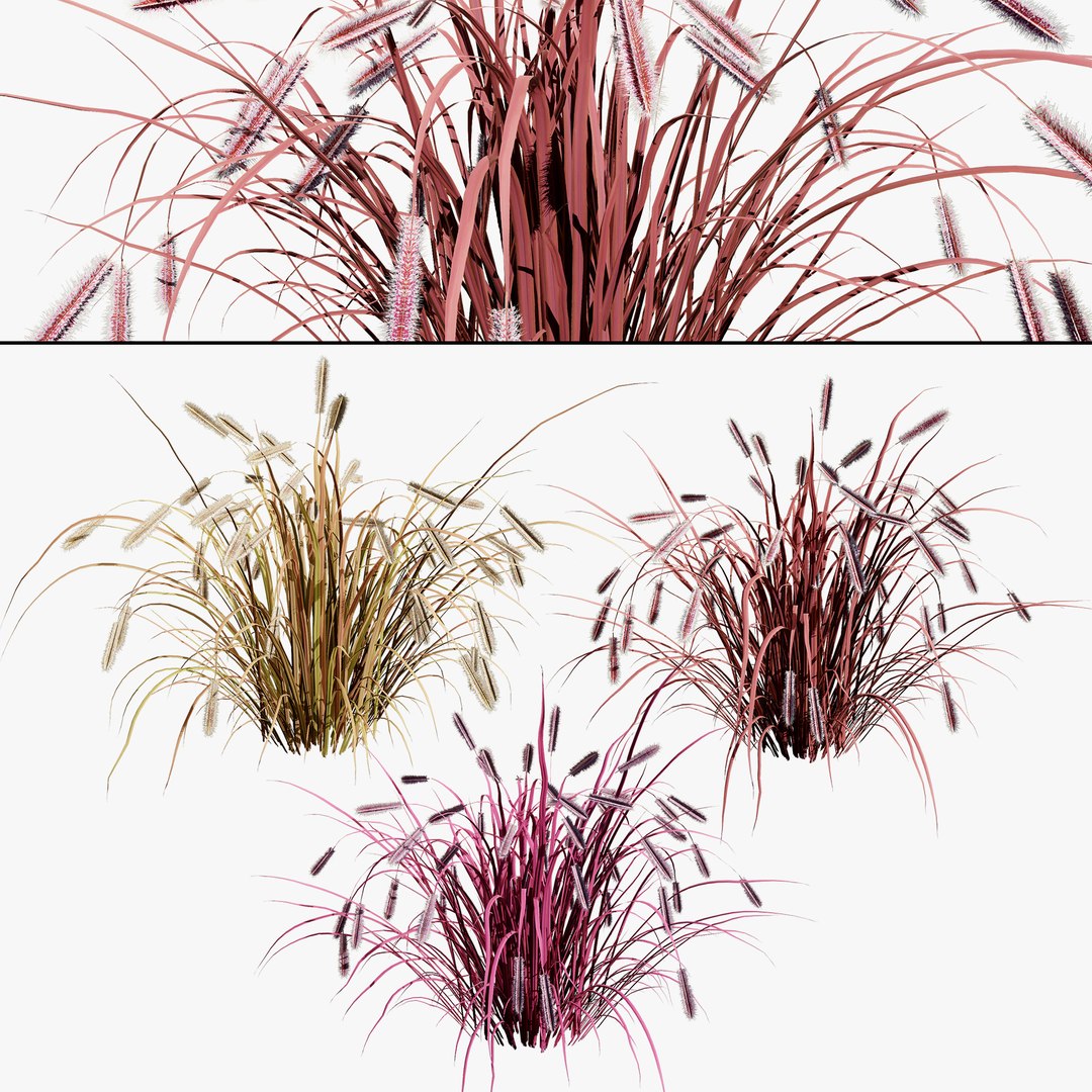 Fireworks Pennisetum Fountain Grass 3D - TurboSquid 2191586