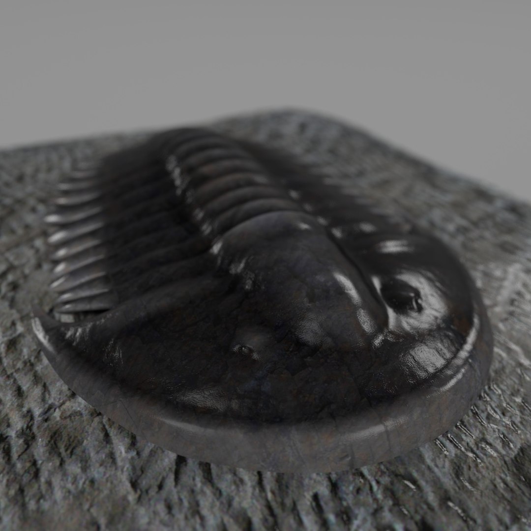 3d Trilobite Fossil Model
