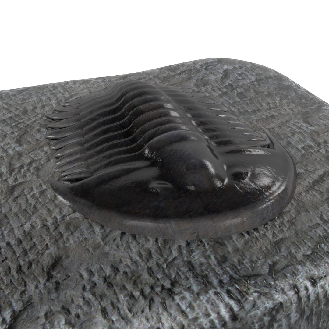 3d Trilobite Fossil Model