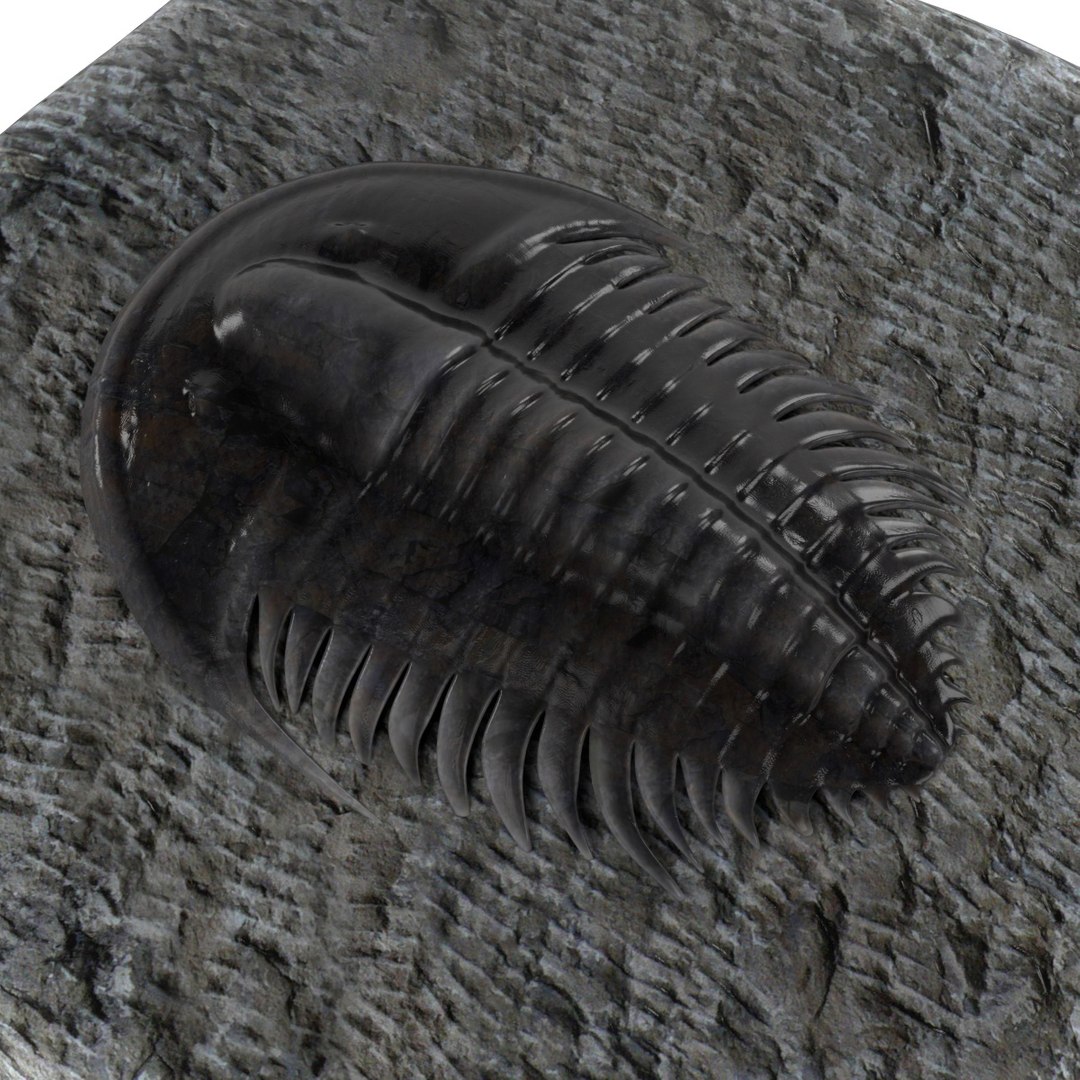 3d Trilobite Fossil Model
