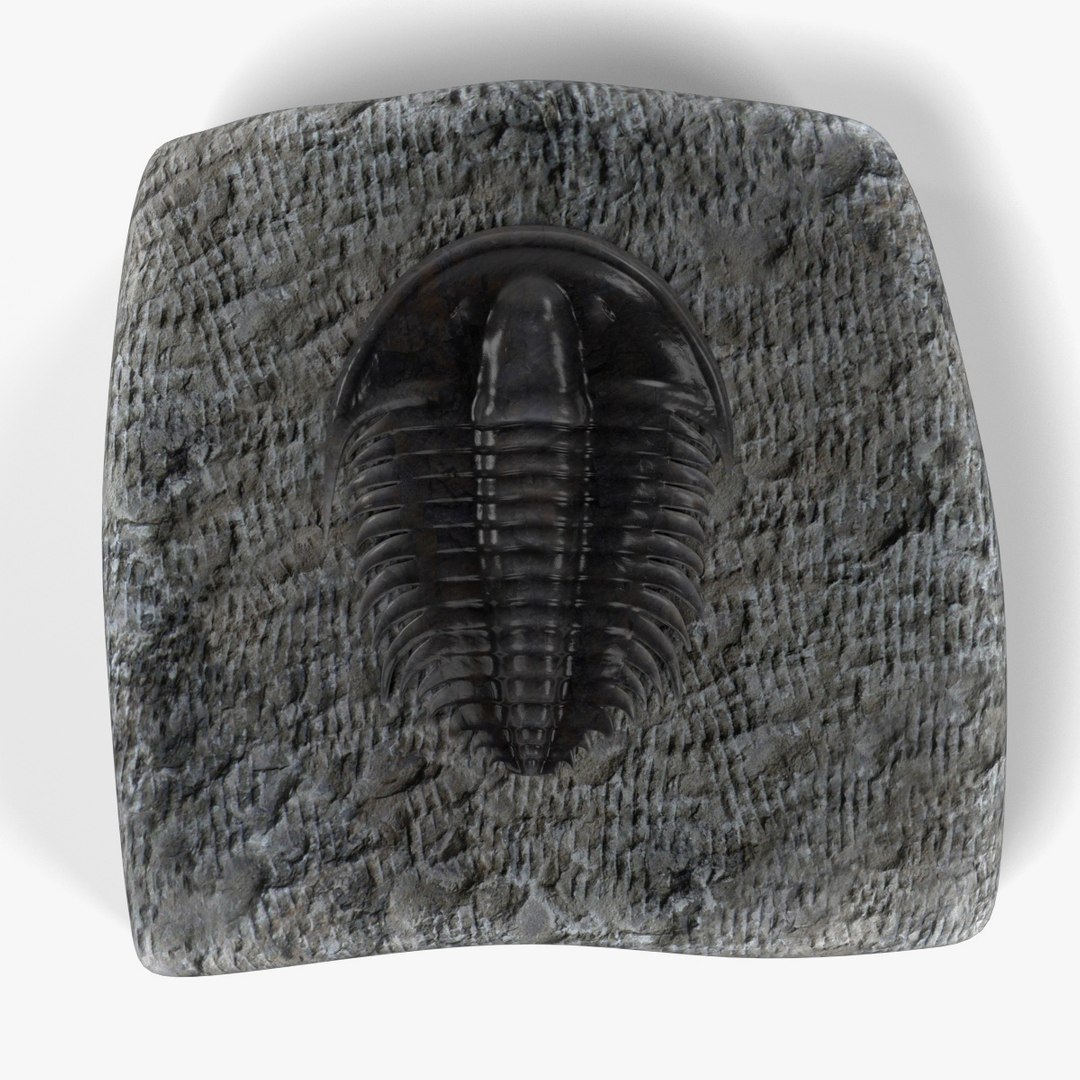 3d Trilobite Fossil Model