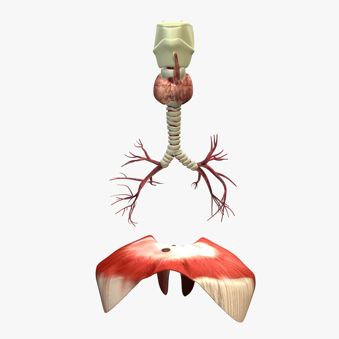 3d Lungs Diaphram Anatomy Model