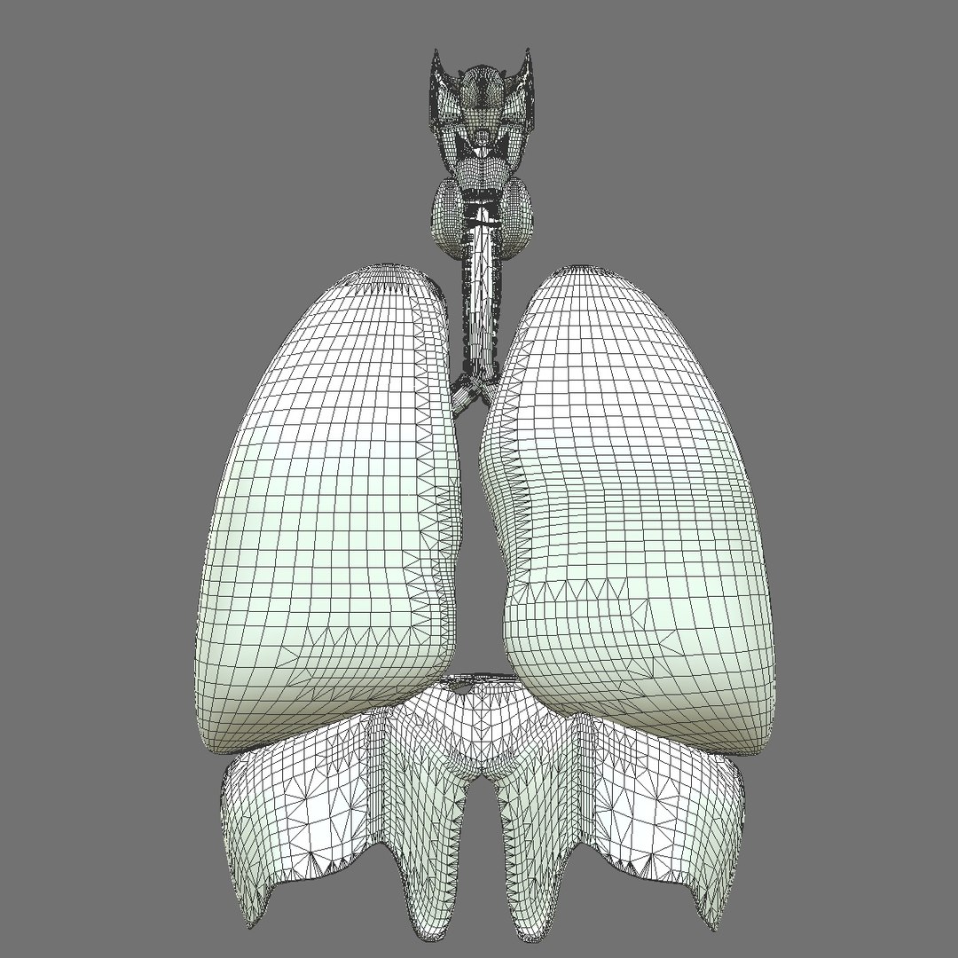 3d Lungs Diaphram Anatomy Model